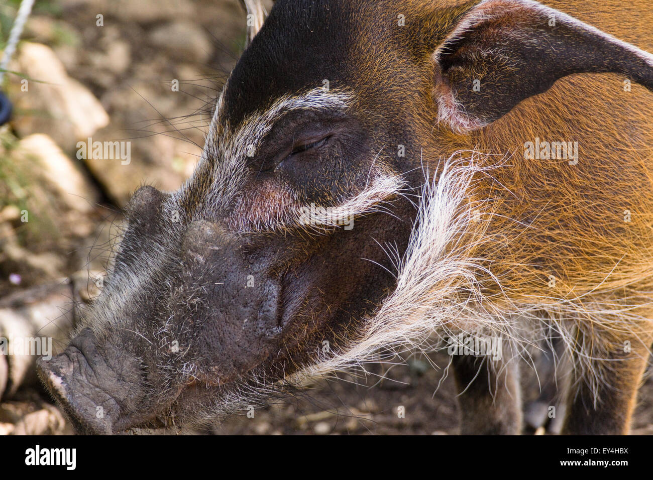 The Wild Place Project Bristol Zoo Red River Hog Stock Photo - Alamy