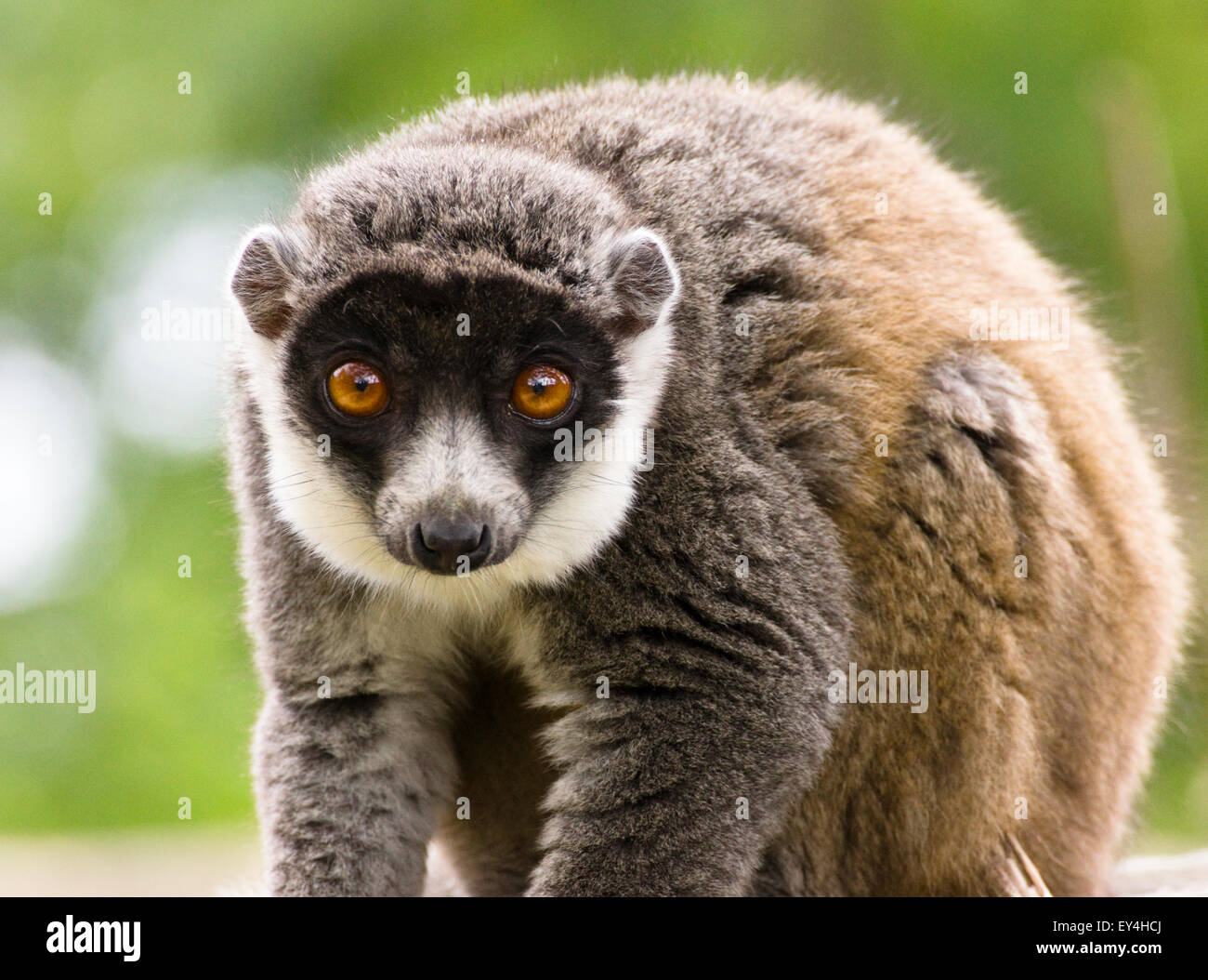 The Wild Place Project Bristol Zoo Mongoose Lemur Stock Photo - Alamy
