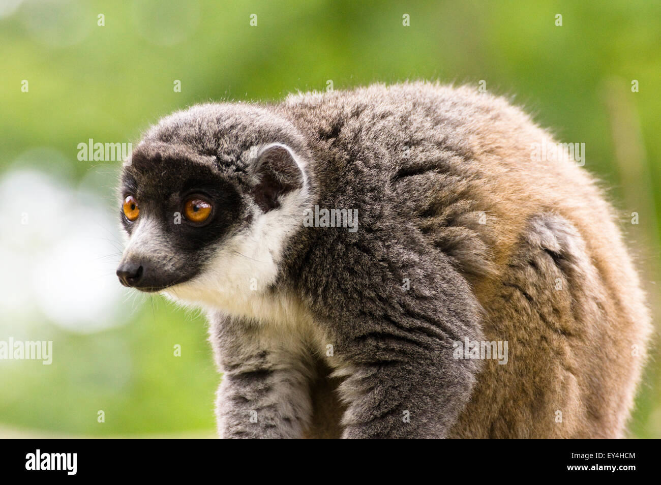 The Wild Place Project Bristol Zoo Mongoose Lemur Stock Photo - Alamy