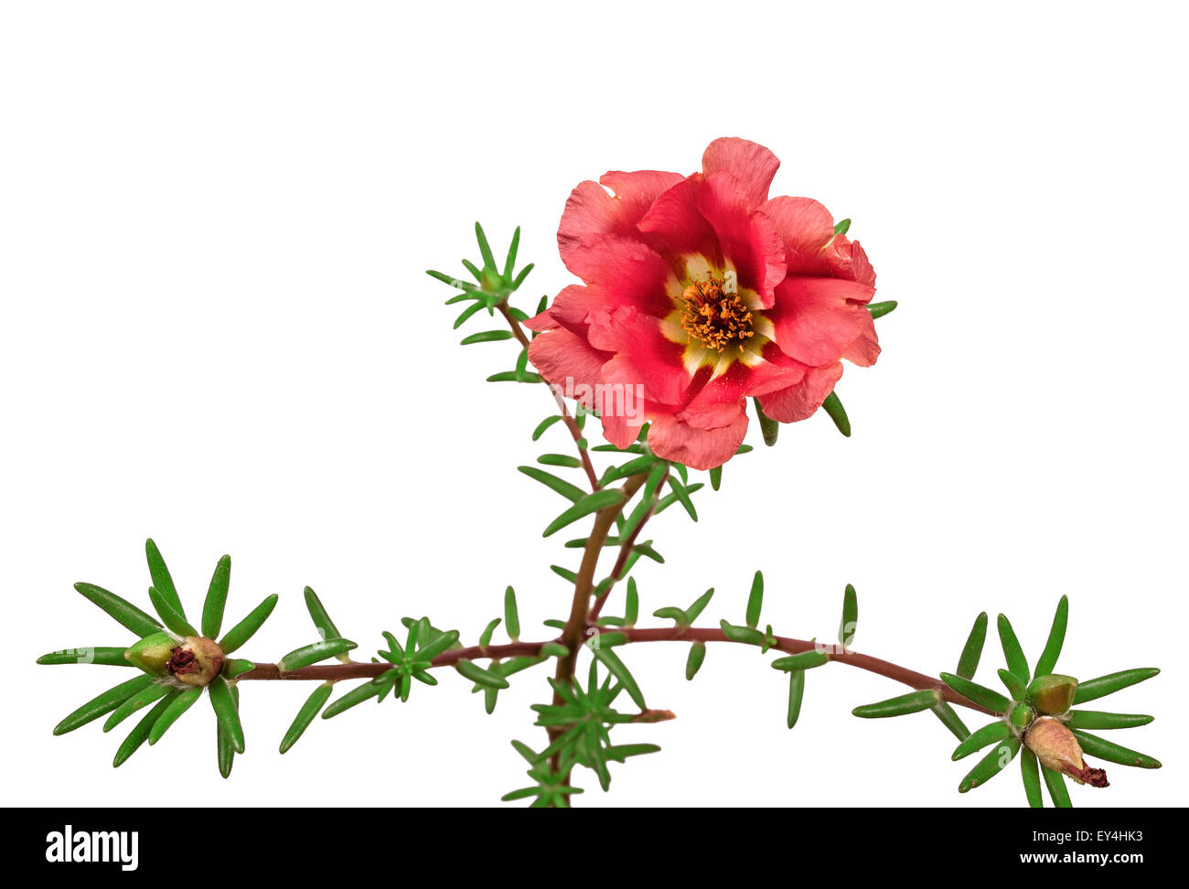 the Red flower portulaca isolated on white background Stock Photo - Alamy
