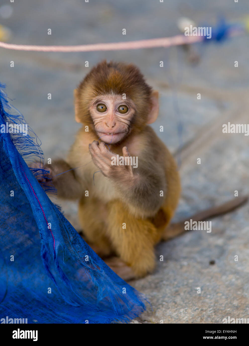 Little monkey in a Buddhist temple Stock Photo - Alamy