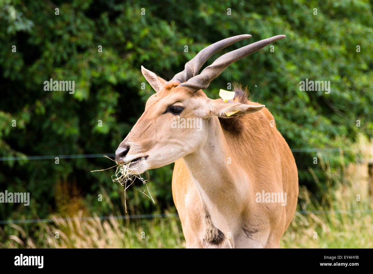 The Wild Place Project Bristol Zoo Elland Stock Photo - Alamy