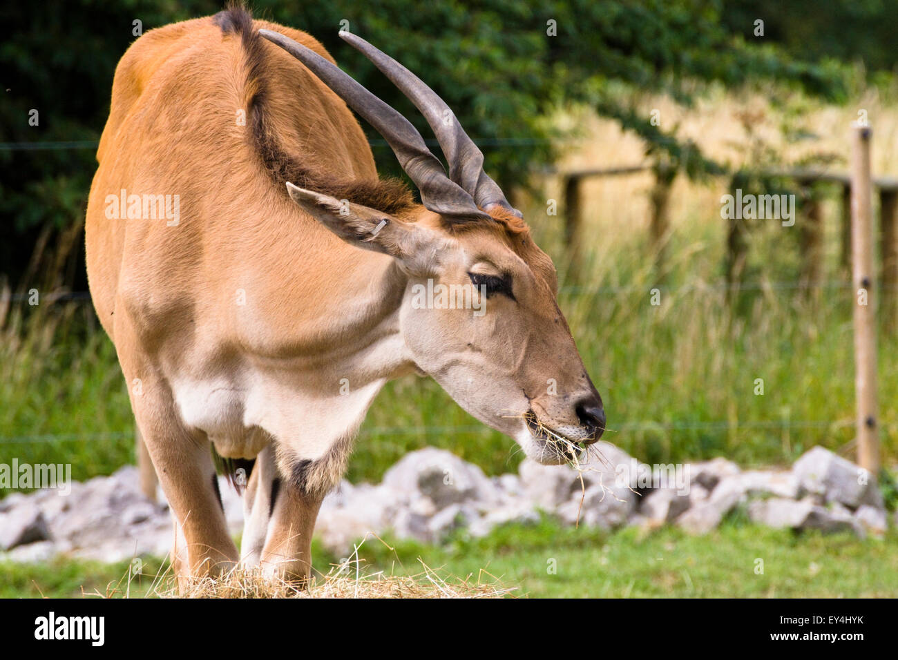 The Wild Place Project Bristol Zoo Elland Stock Photo - Alamy