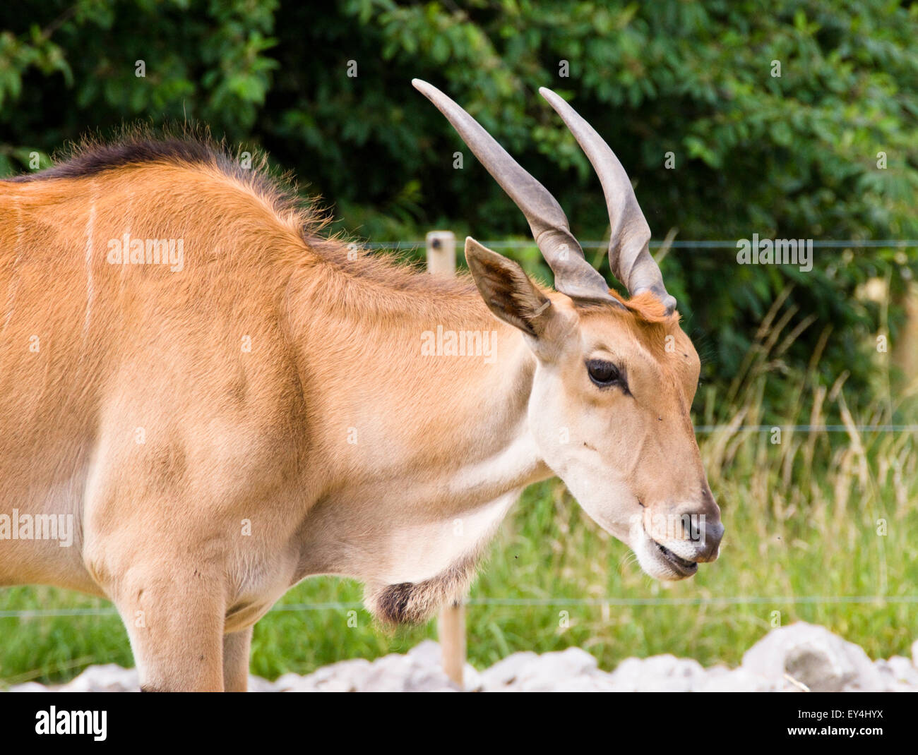 The Wild Place Project Bristol Zoo Elland Stock Photo - Alamy