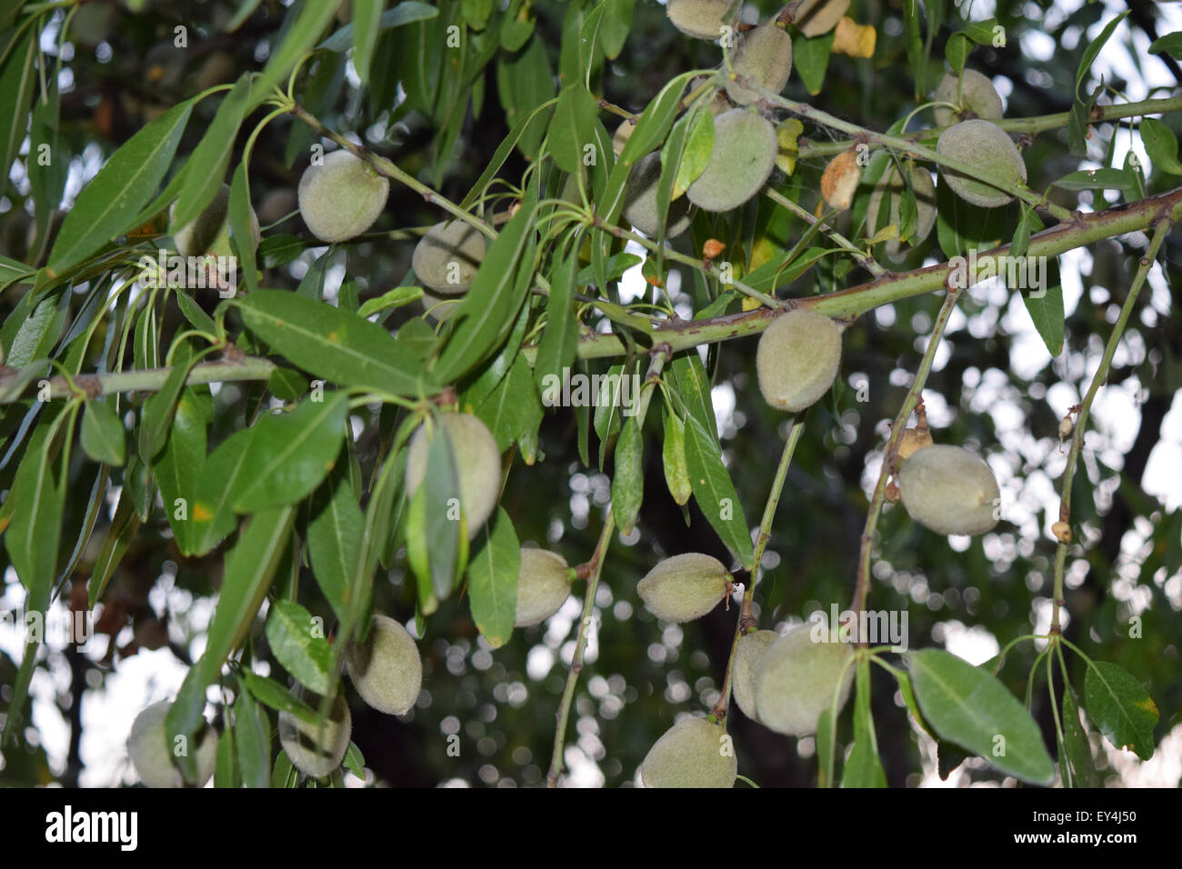 Soft Shell Almonds High Resolution Stock Photography and Images - Alamy