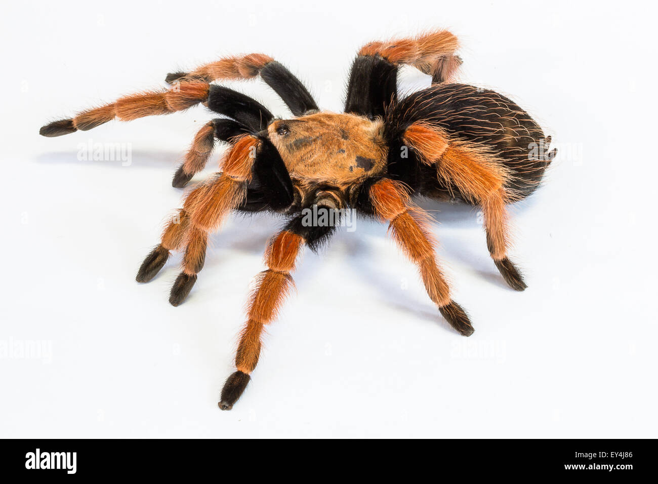Black tarantula Cut Out Stock Images & Pictures - Alamy