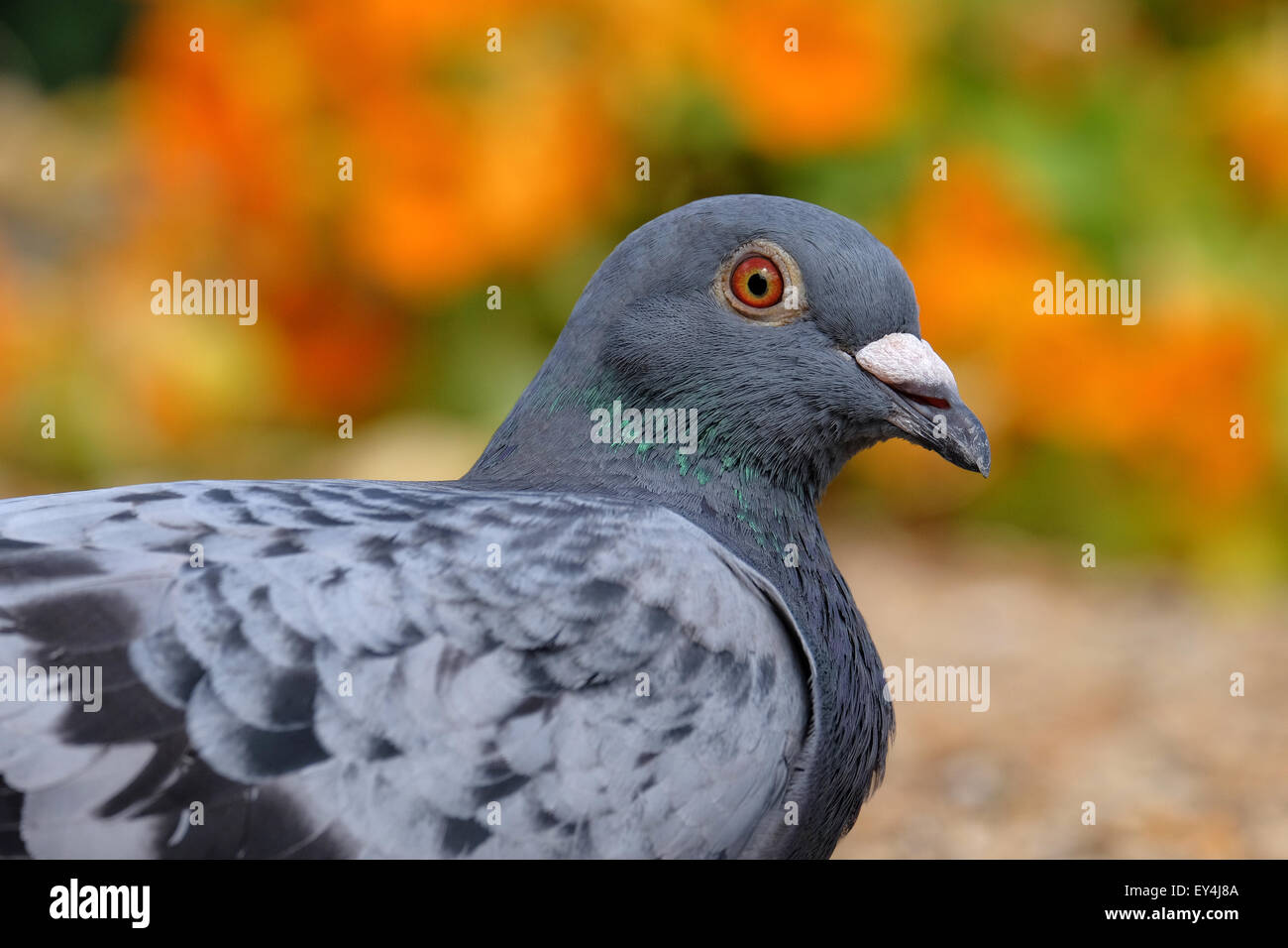 A pigeon resting in a colourful garden in Hampshire UK Stock Photo - Alamy