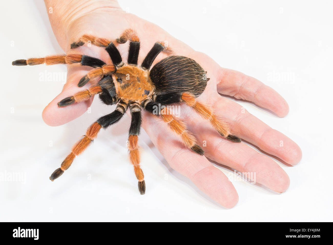 Tarantula in Hand Stock Photo - Alamy