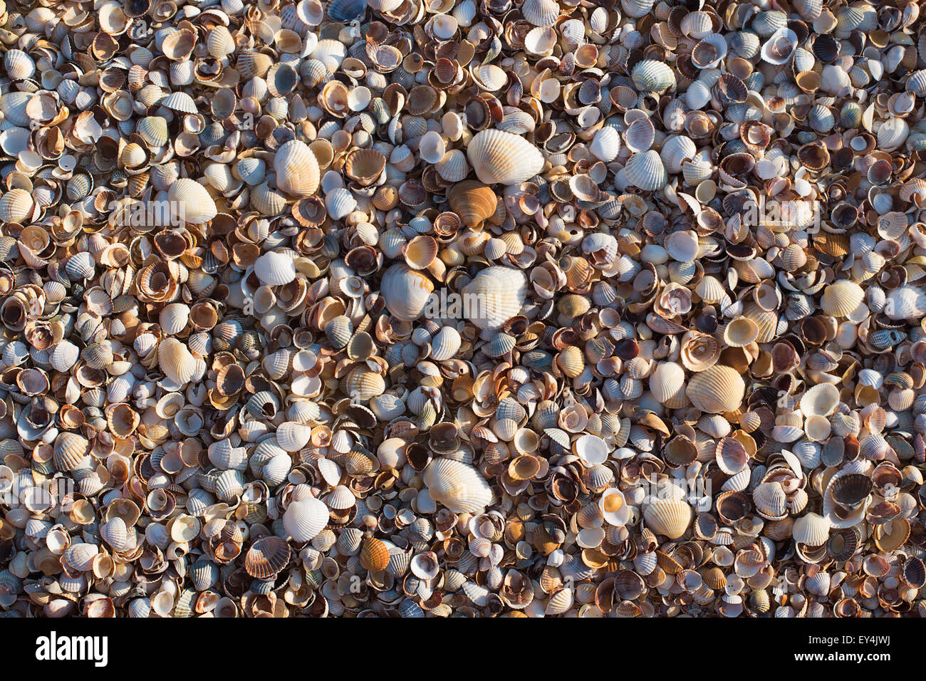 Shell rock backgroung with little shells Stock Photo - Alamy