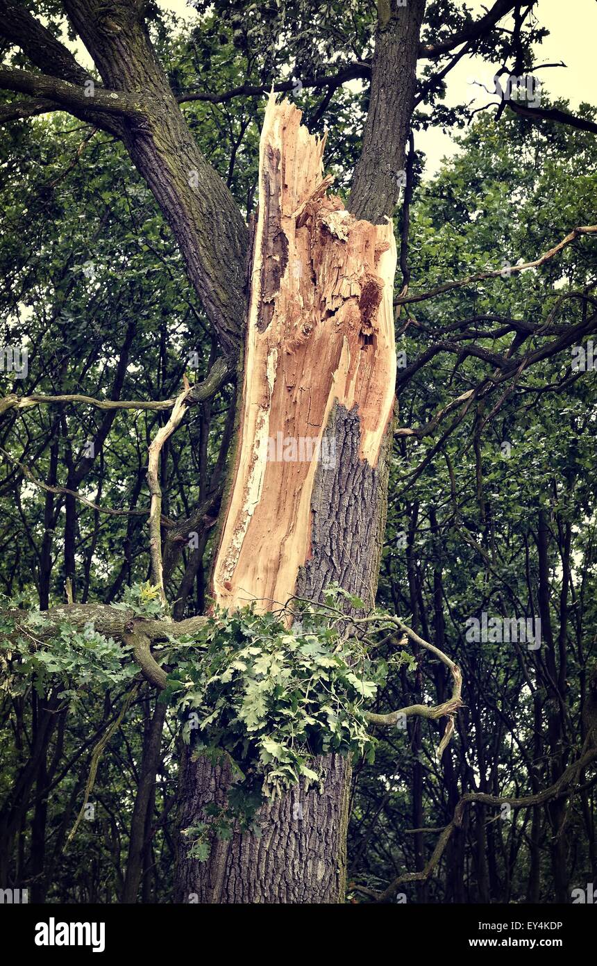 Lightning struck wood hi-res stock photography and images - Alamy
