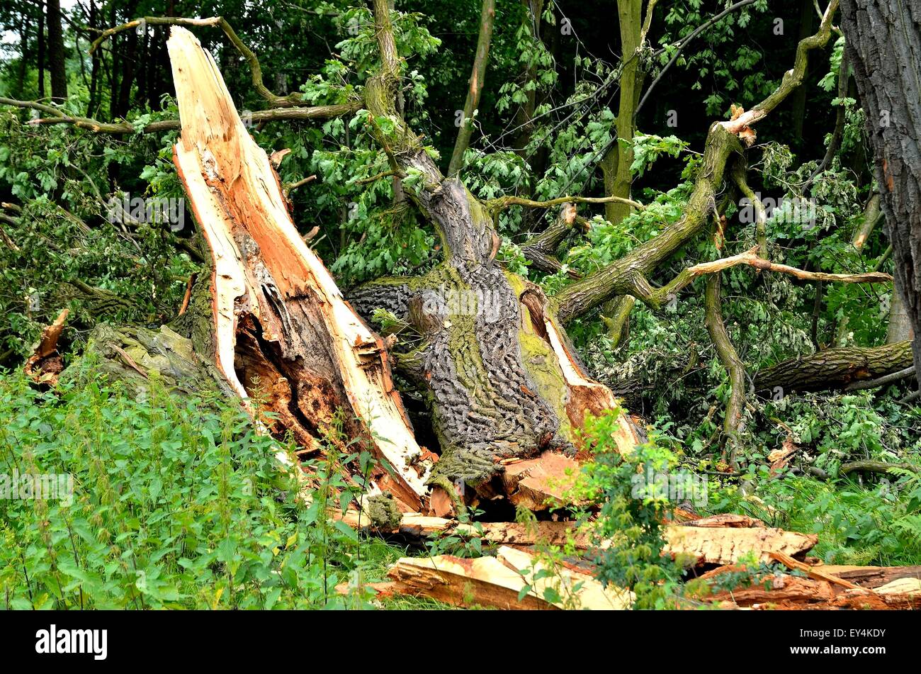 Dead Tree Struck By Lightning High Resolution Stock Photography and ...