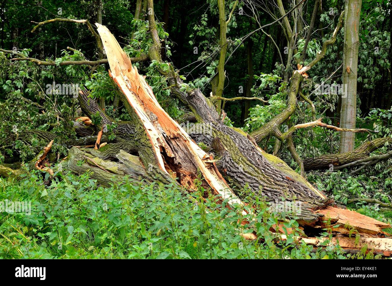 Broken tree by wind hi-res stock photography and images - Alamy