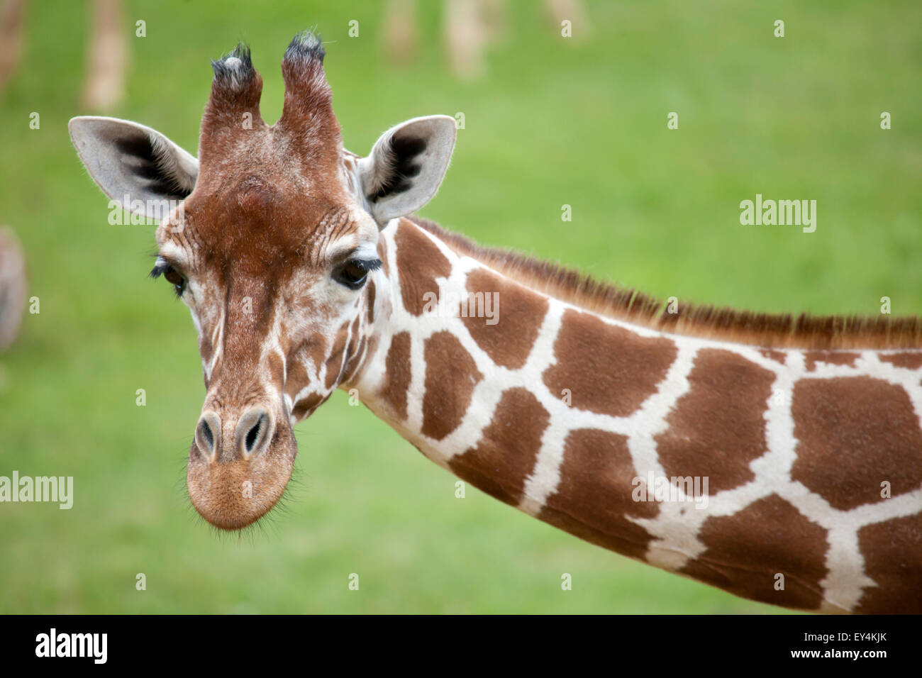 Giraffe Head And Neck Giraffa Camelopardalis Rothschildi Free Stock