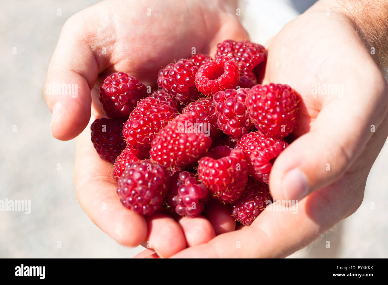 Man hands holding red raspberries. Summer bright shot Stock Photo - Alamy