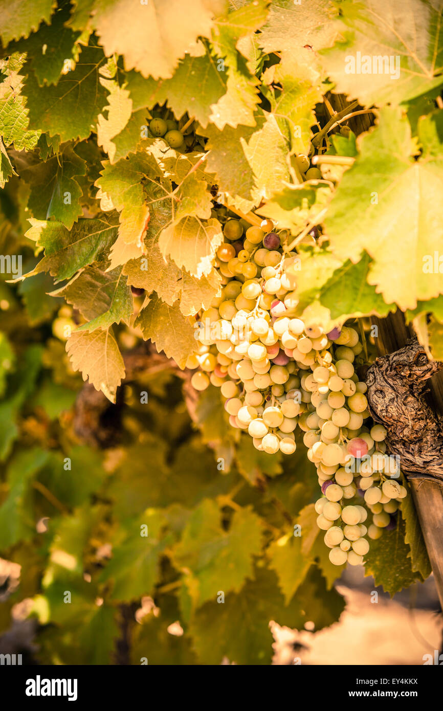 Grapes in natural light hi-res stock photography and images - Alamy