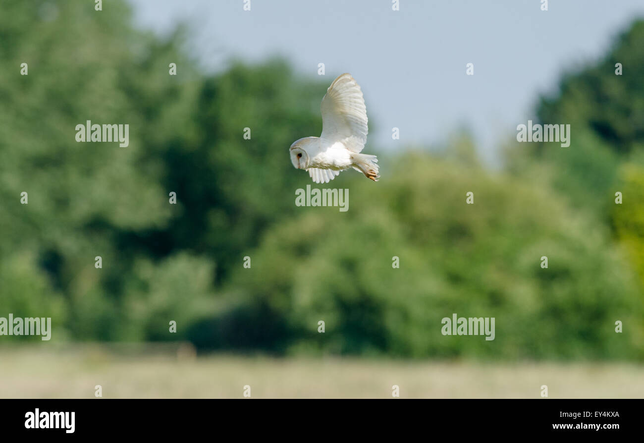 Adult Barn owl hunting for small mammals over a field Stock Photo - Alamy