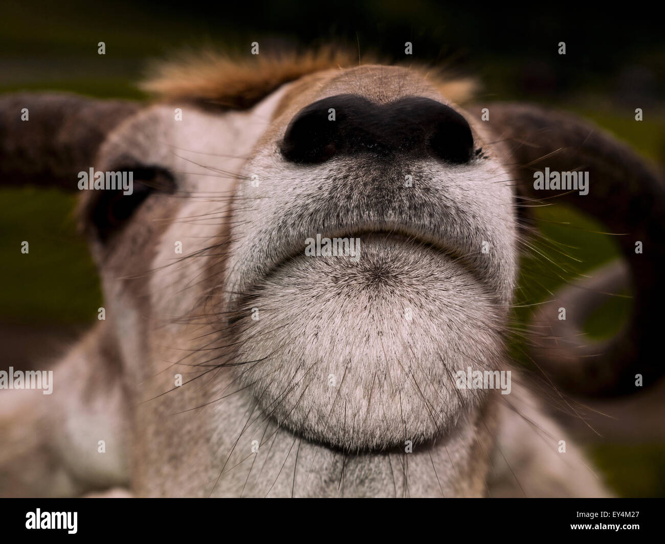 Ram with horns hi-res stock photography and images - Alamy