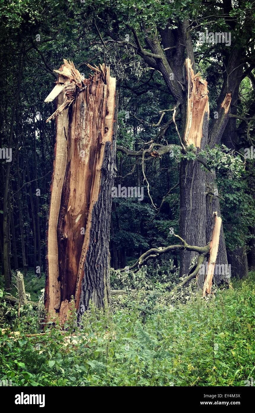 Lightning struck wood hi-res stock photography and images - Alamy