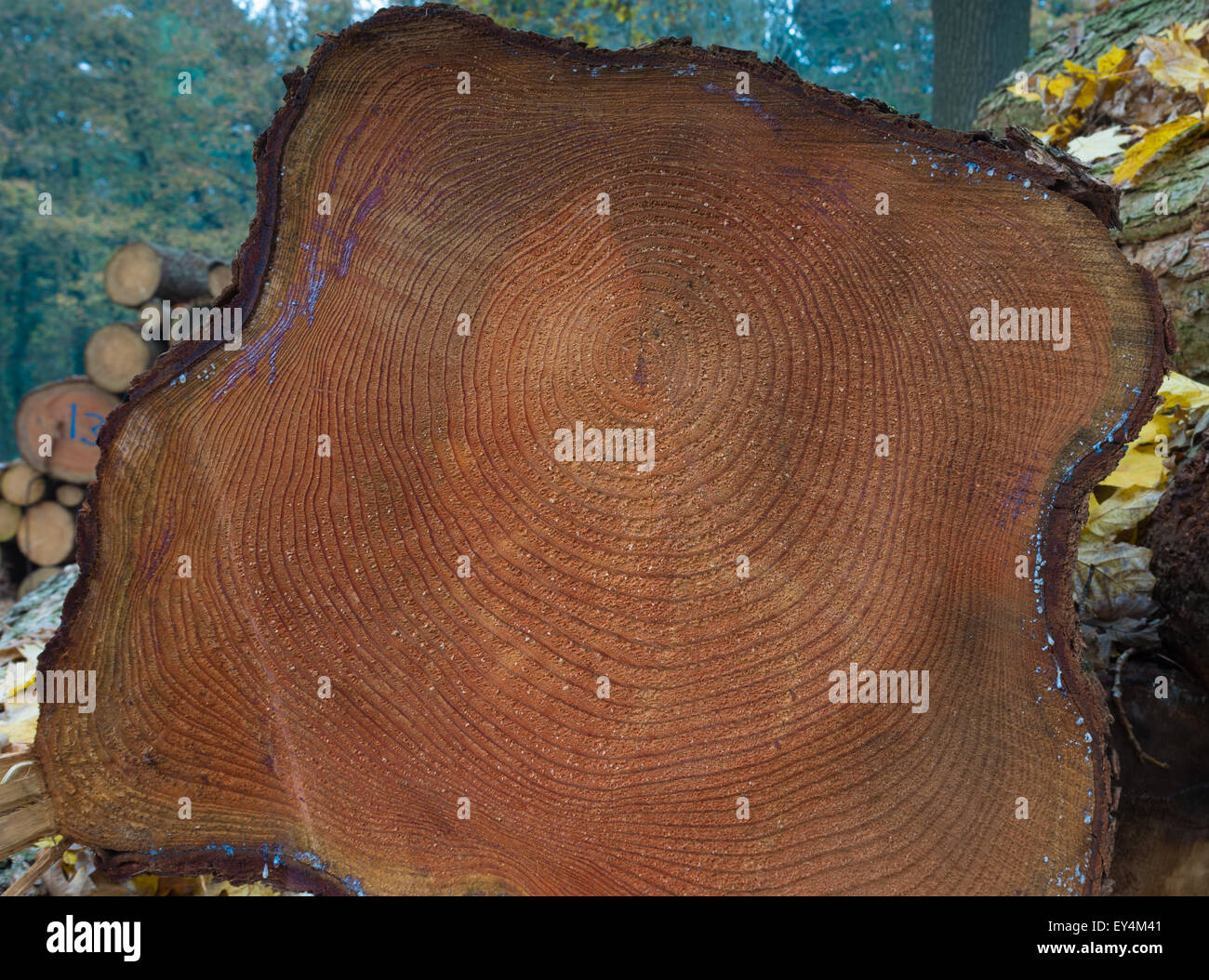 Tree trunk circle hi-res stock photography and images - Alamy