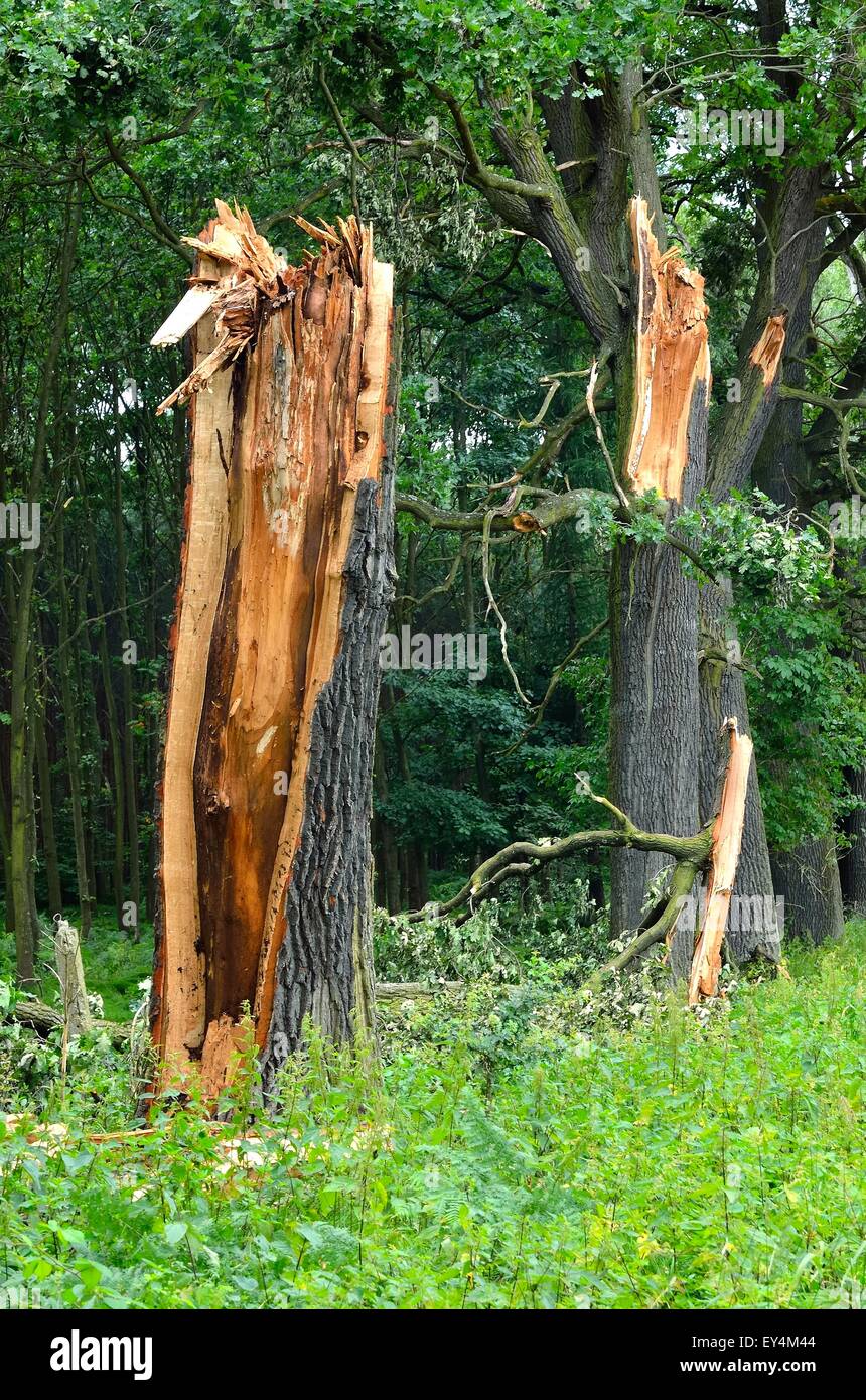 Damaged Tree Tree Struck Lightning High Resolution Stock Photography ...