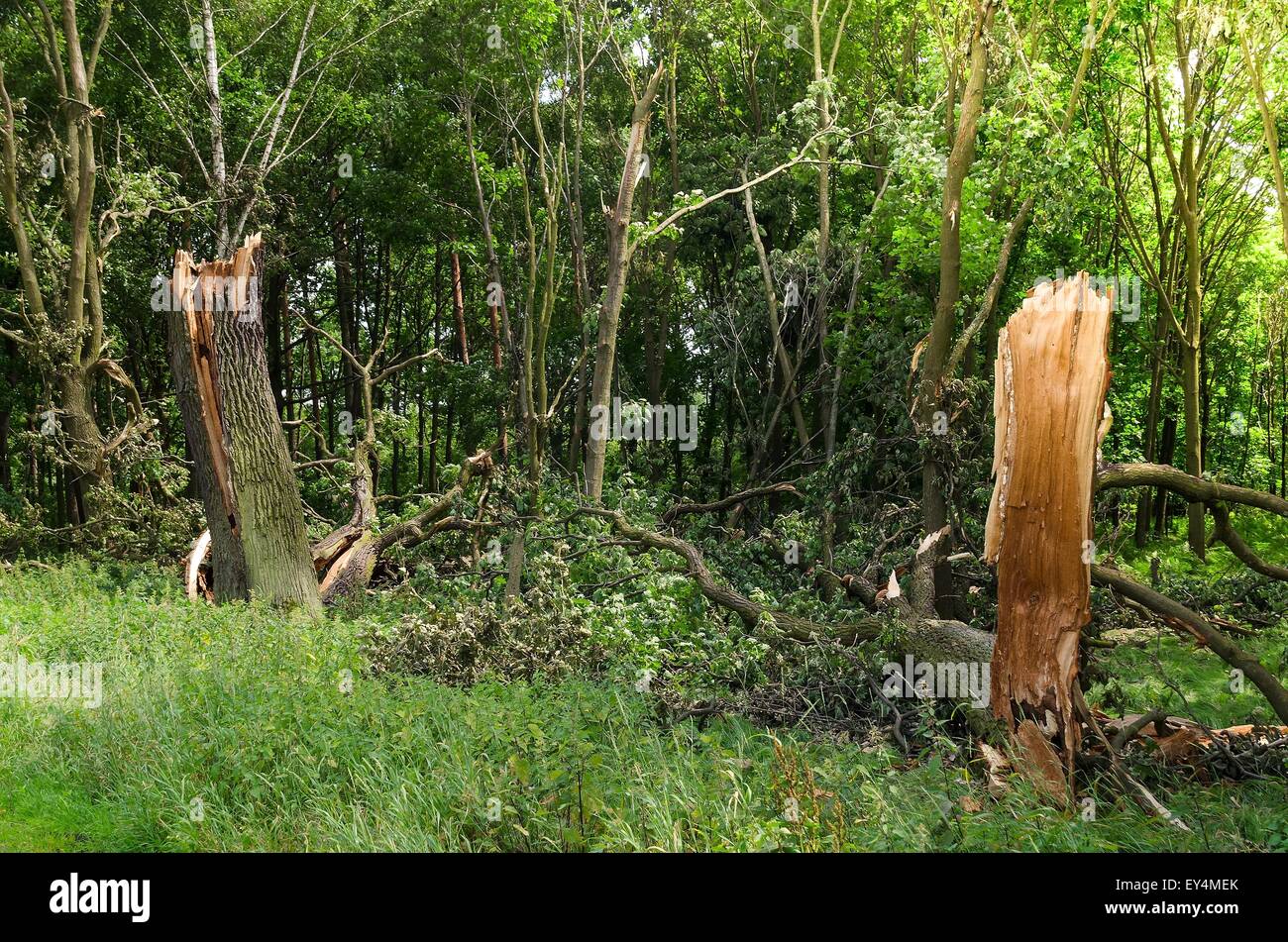 Collapse of ecosystem hi-res stock photography and images - Alamy