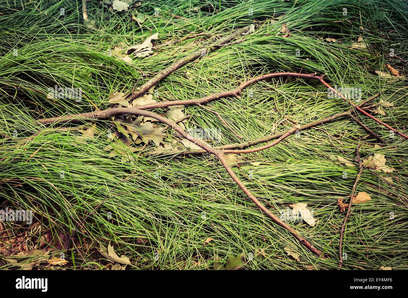 Withered leaves on tree branch hi-res stock photography and images - Alamy