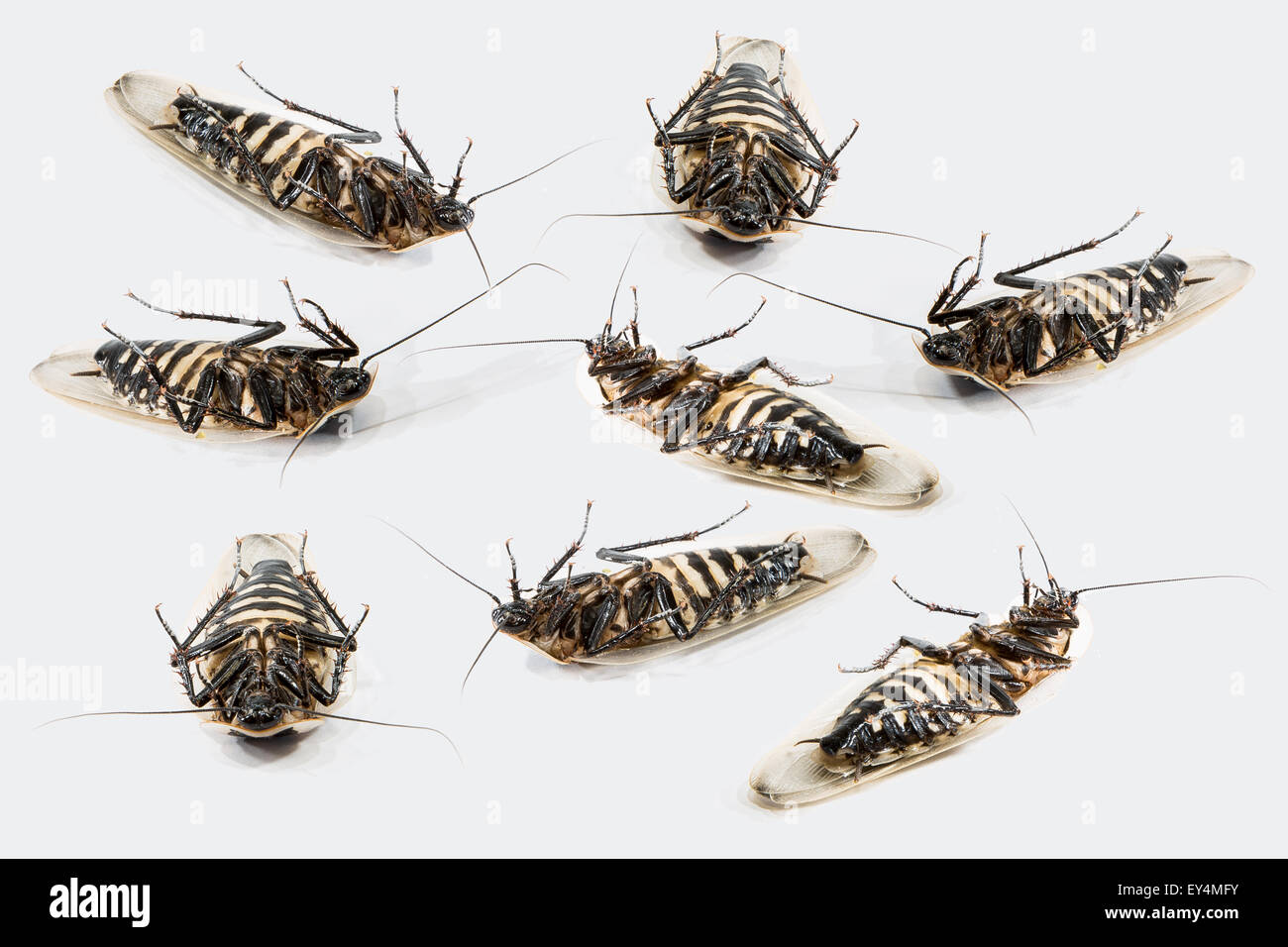 Group of dead beetles Stock Photo - Alamy