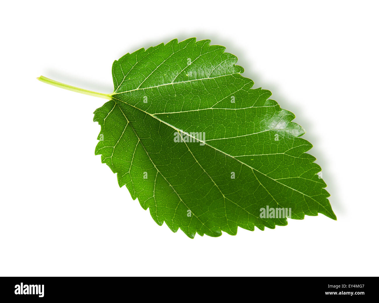Single green leaf mulberry isolated on white background Stock Photo - Alamy