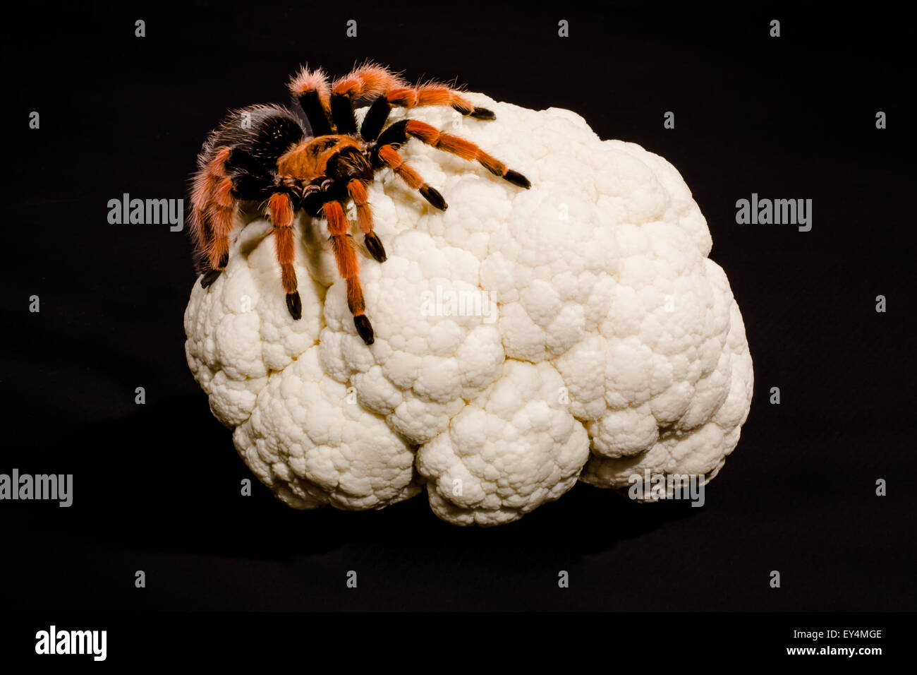 Cancer brain hi-res stock photography and images - Alamy