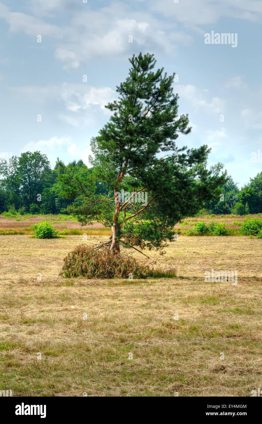 Tree on field hi-res stock photography and images - Alamy