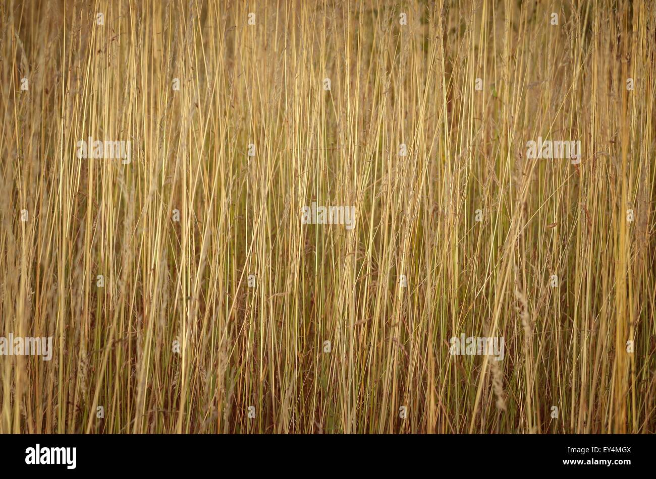 Long dried grass hi-res stock photography and images - Alamy