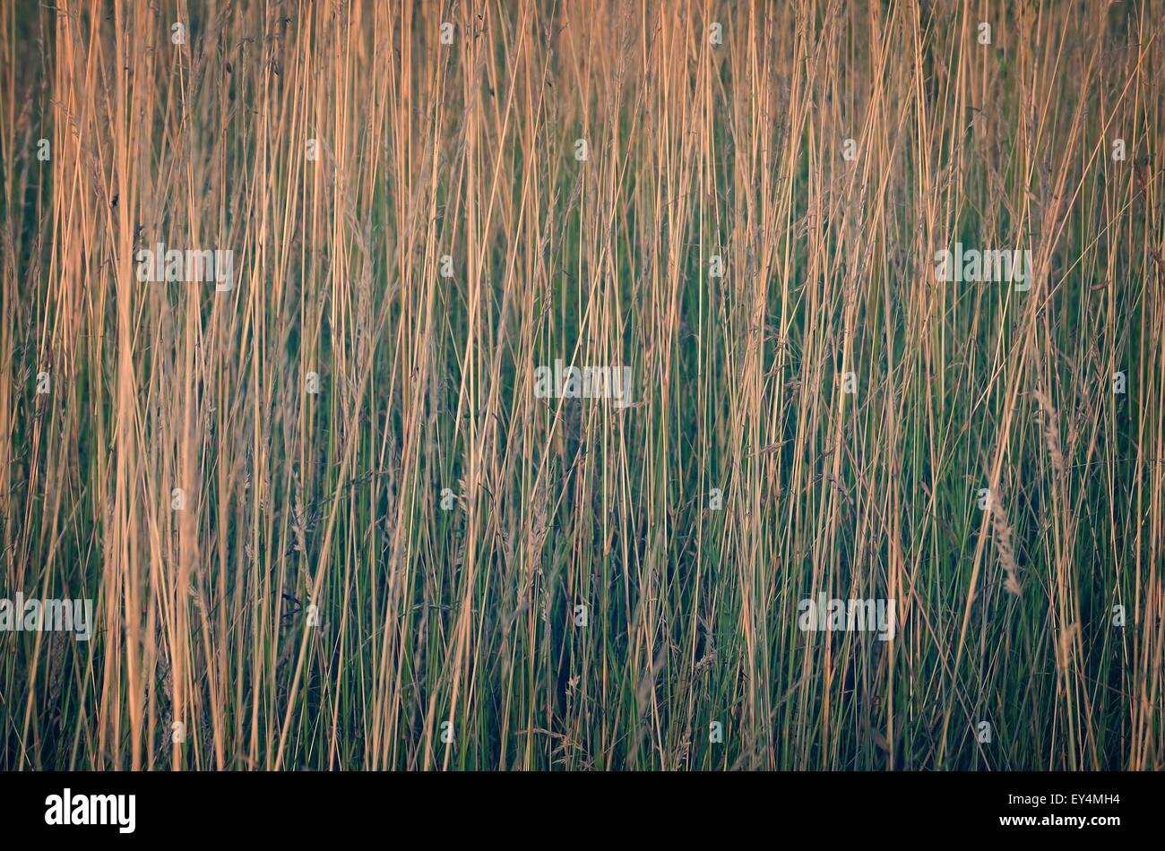 Long dried grass hi-res stock photography and images - Alamy