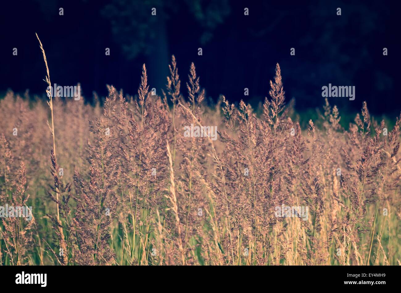 Golden summer grass. Close-up of long dry grass on the meadow, may be ...