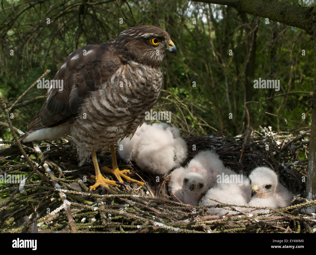 Young sparrowhawk hi-res stock photography and images - Alamy