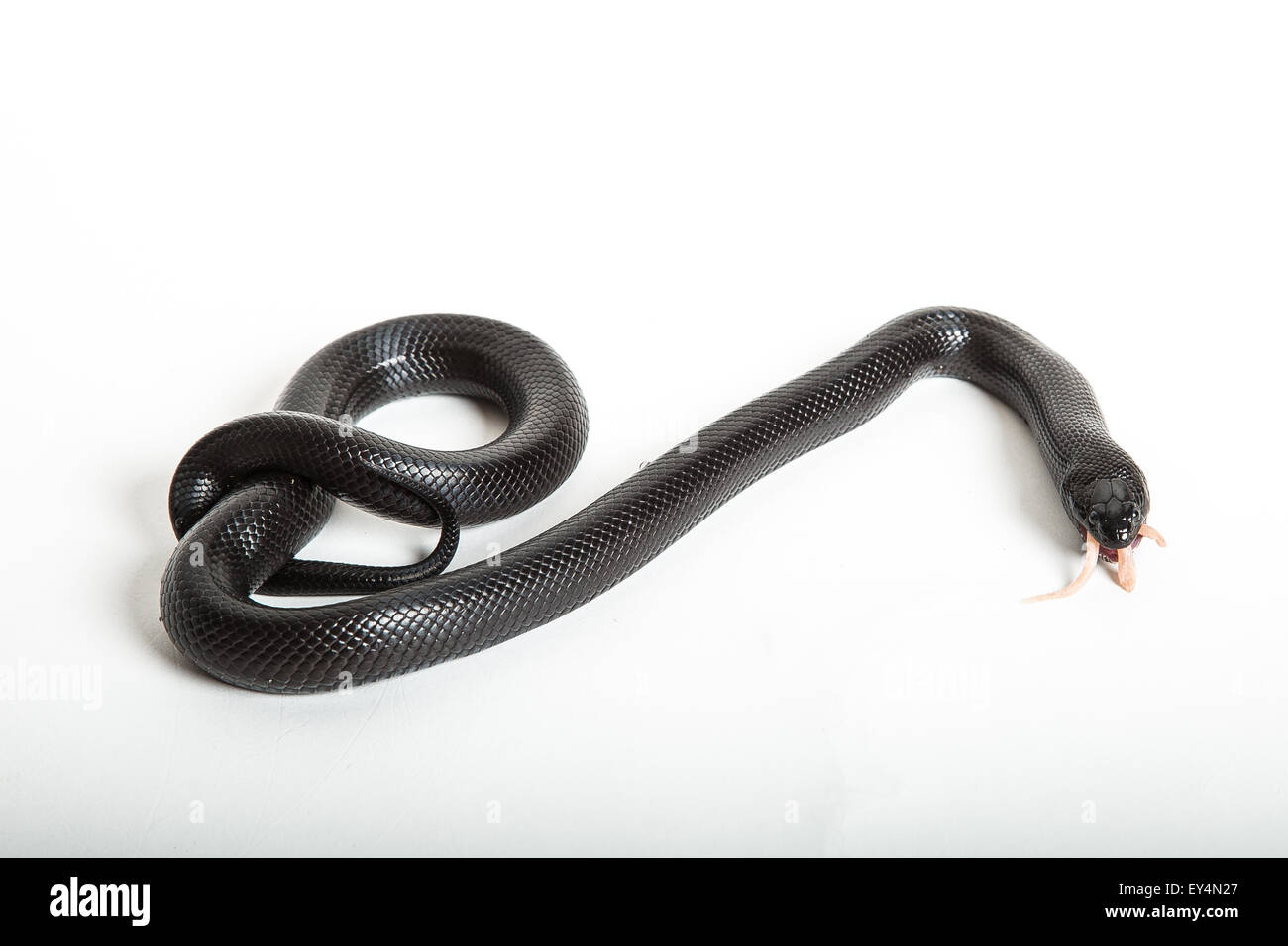 Black kingsnake hi-res stock photography and images - Alamy