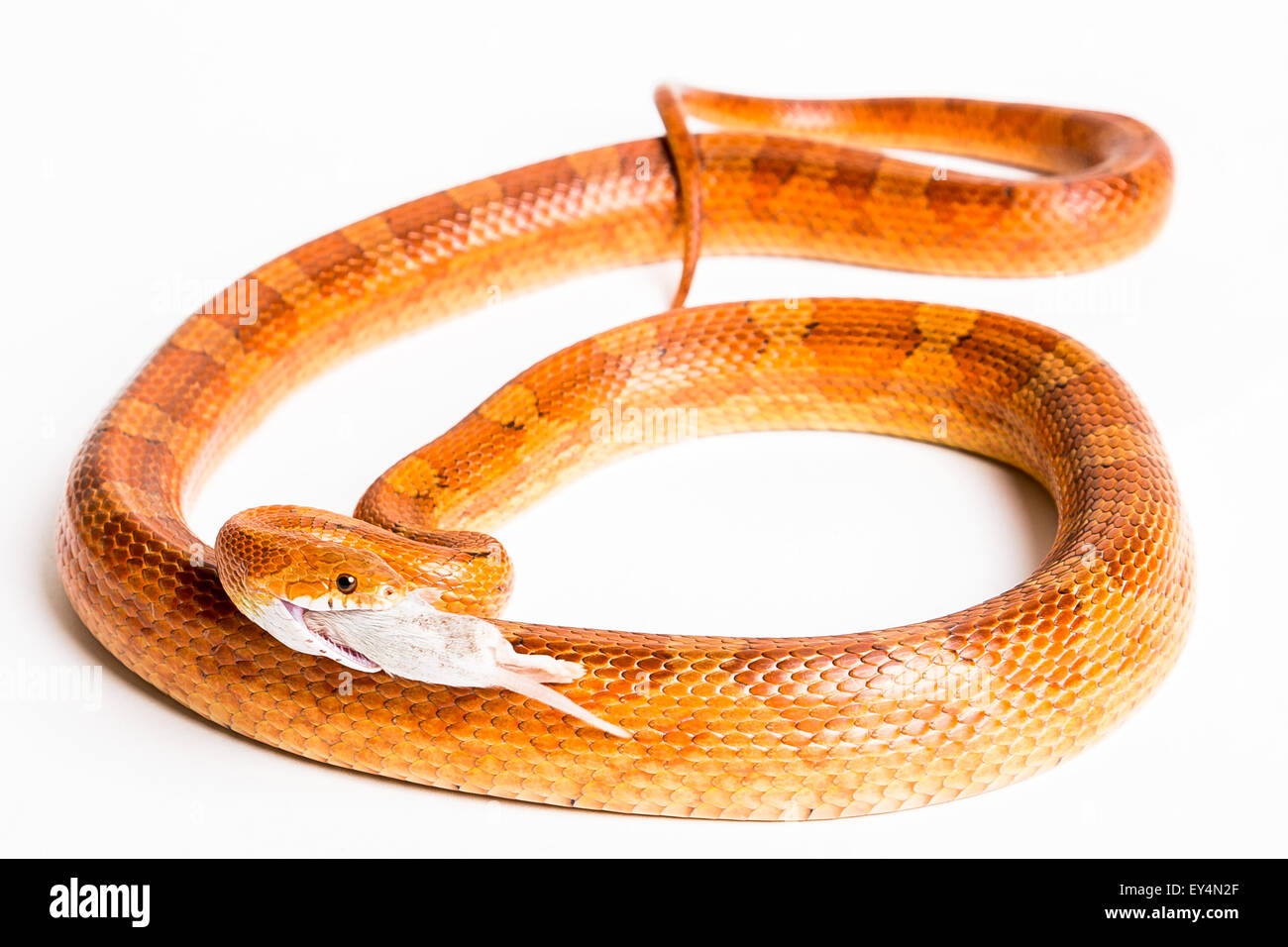 Closeup corn snake pantherophis hi-res stock photography and images - Alamy