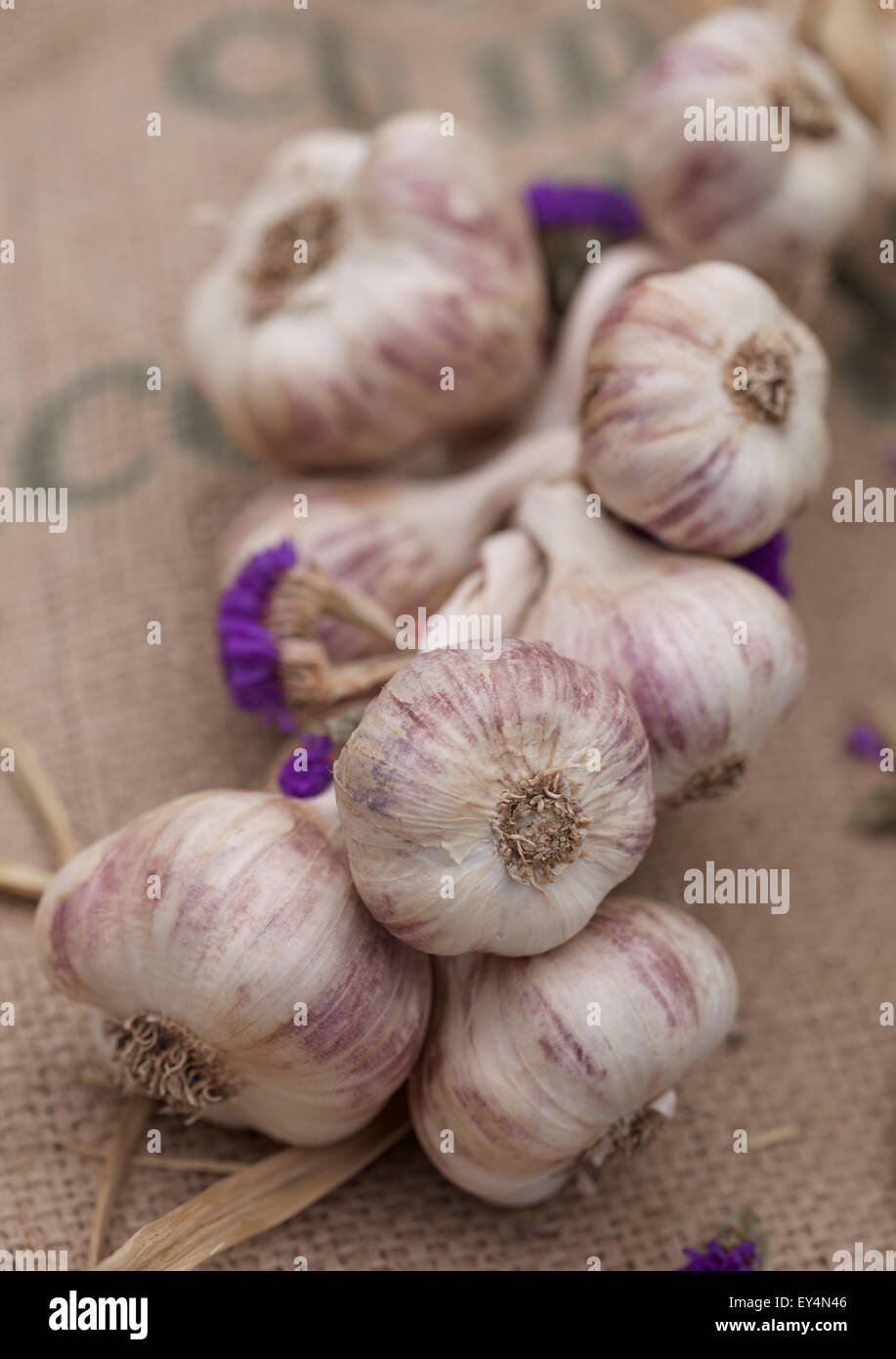 String of organic garlic from local farmer's market, Vancouver, British ...