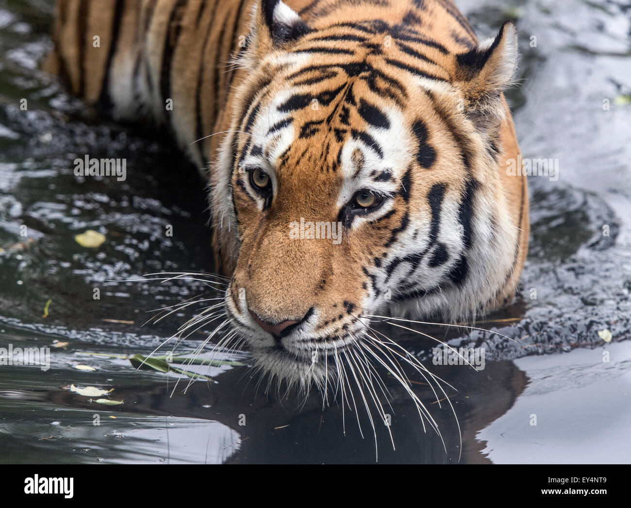 Male Amur (Siberian) tiger in pool Stock Photo - Alamy