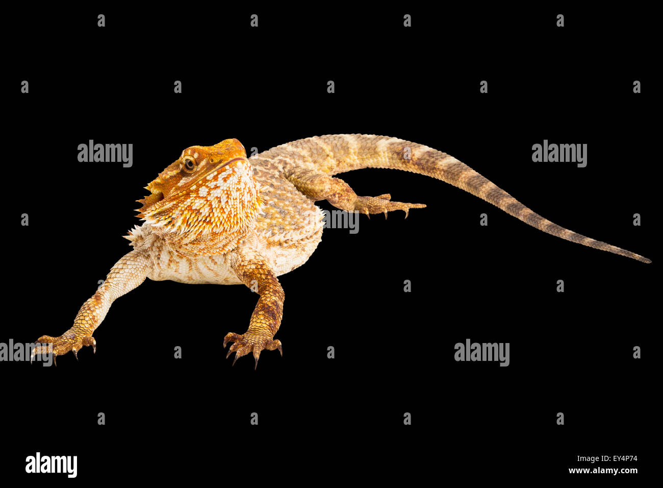 Australian Lizard Stock Photos & Australian Lizard Stock Images - Alamy