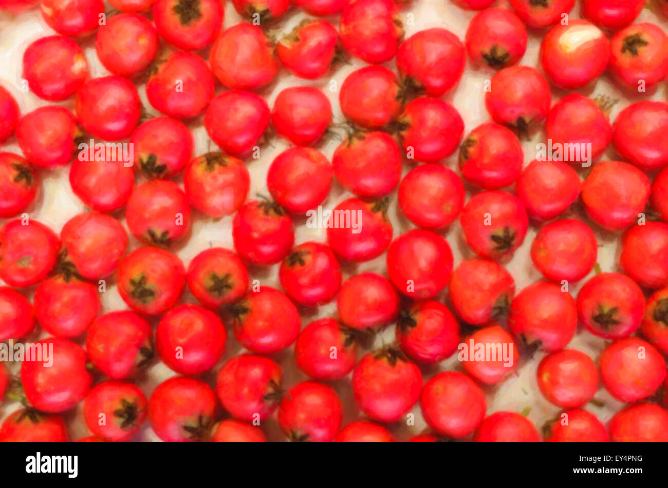 small wild red berries - illustration backgrounds Stock Photo - Alamy