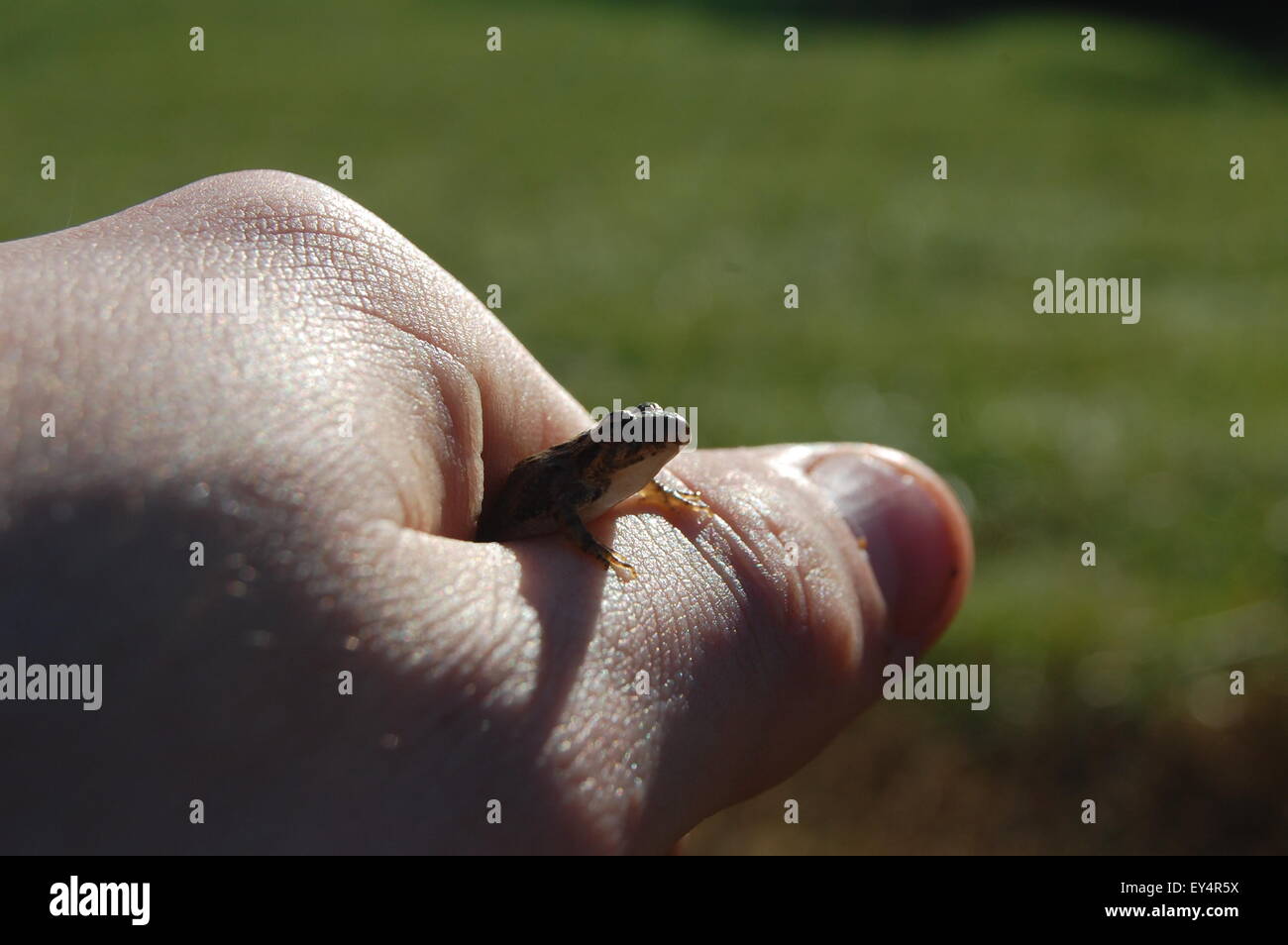 Frog in Hand Stock Photo - Alamy