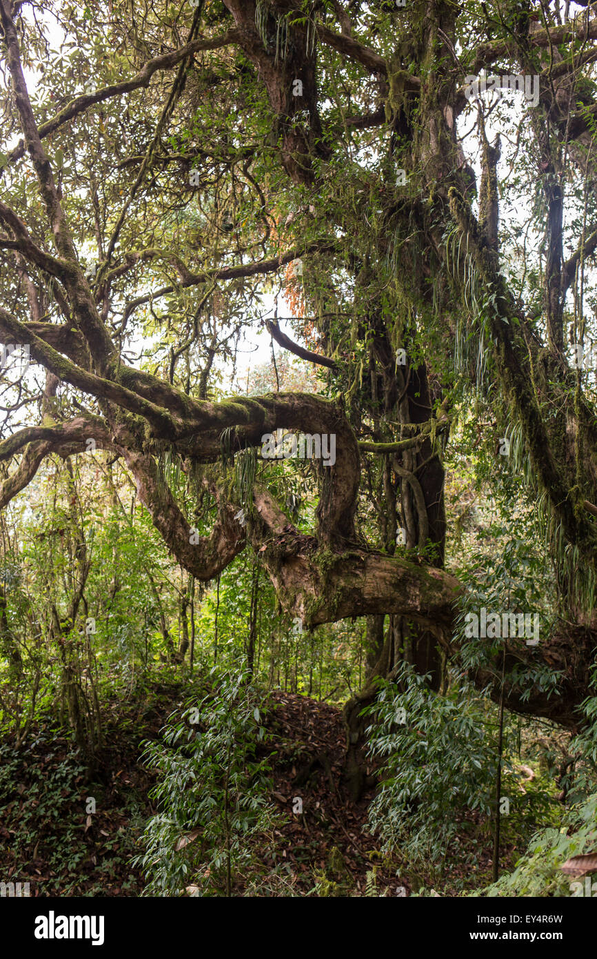 Subtropical forest in Nepal Stock Photo - Alamy