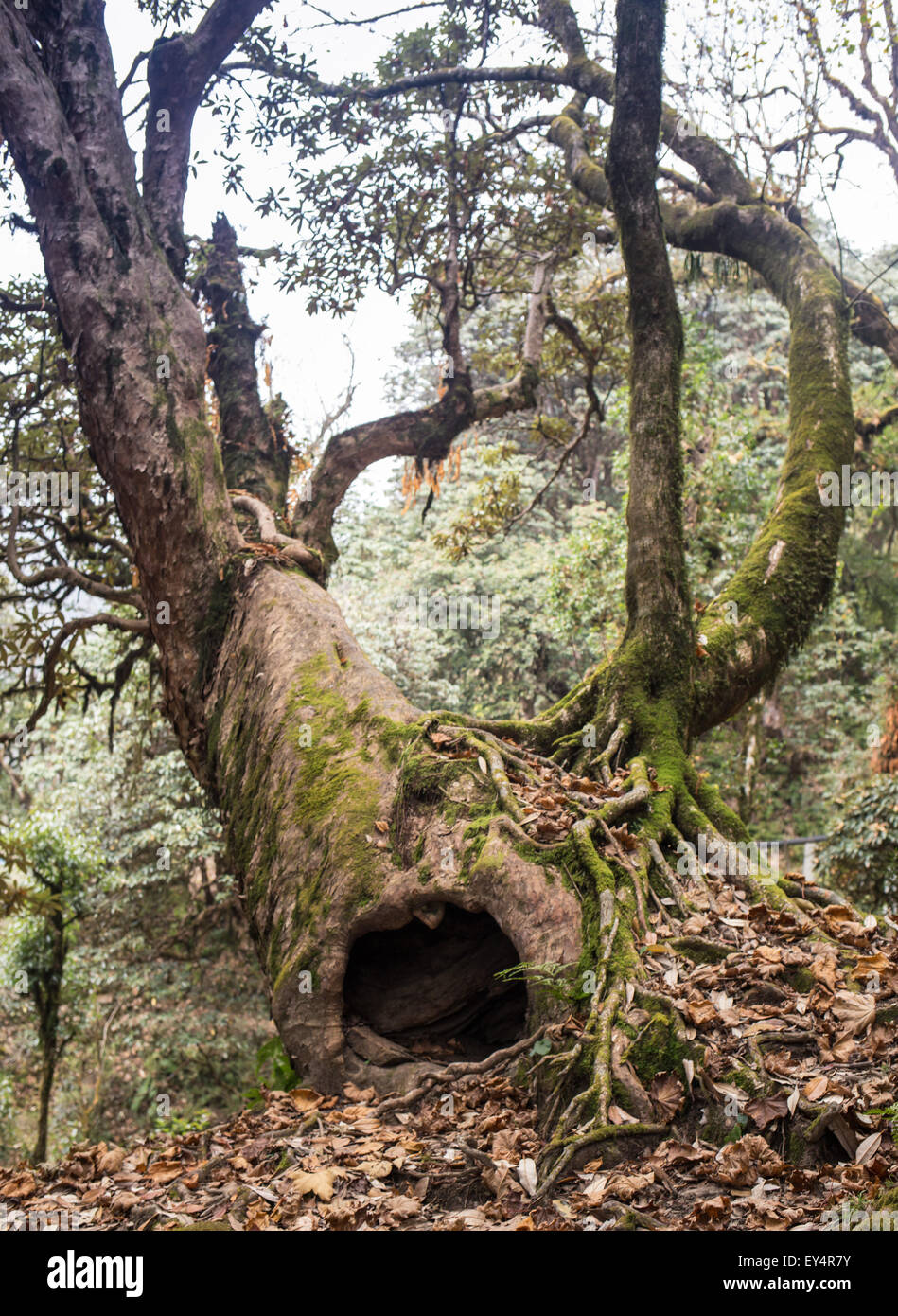 Subtropical forest in Nepal Stock Photo - Alamy
