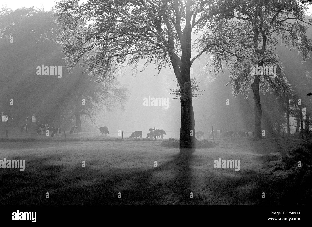 Glasgow housing estate 1980 hi-res stock photography and images - Alamy