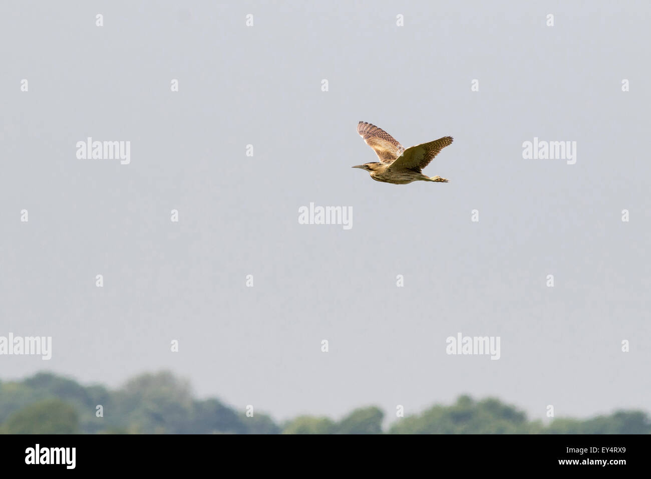 Little yellow bittern hi-res stock photography and images - Alamy