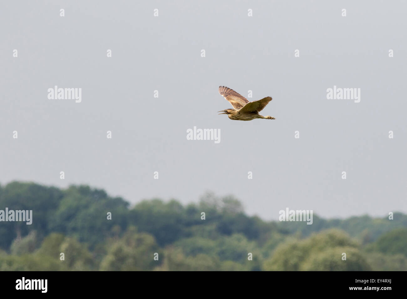The Eurasian bittern or great bittern (Botaurus stellaris) in flight ...