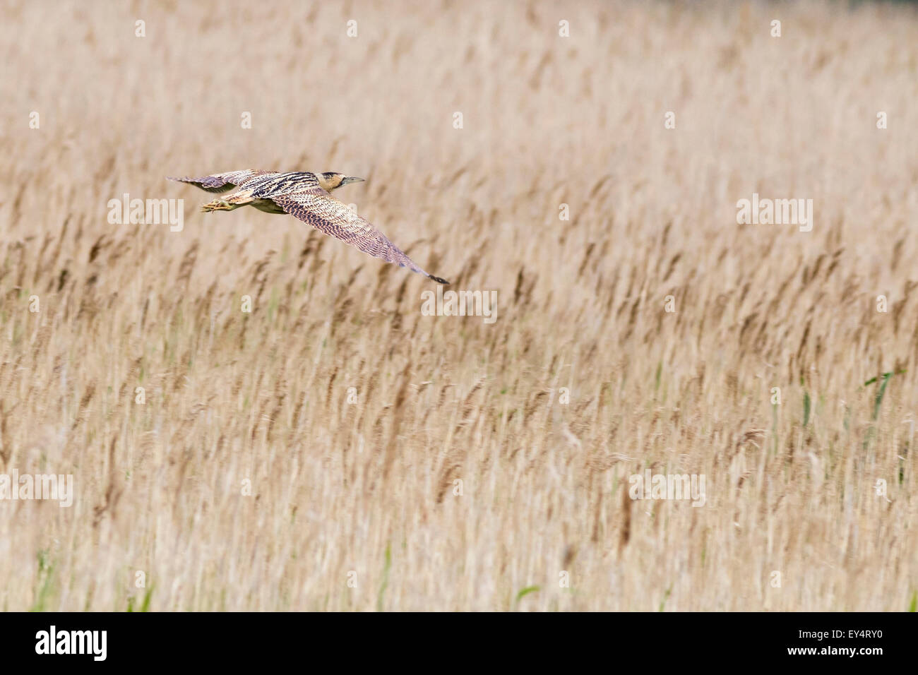 The Eurasian bittern (Botaurus stellaris) in flight Stock Photo - Alamy