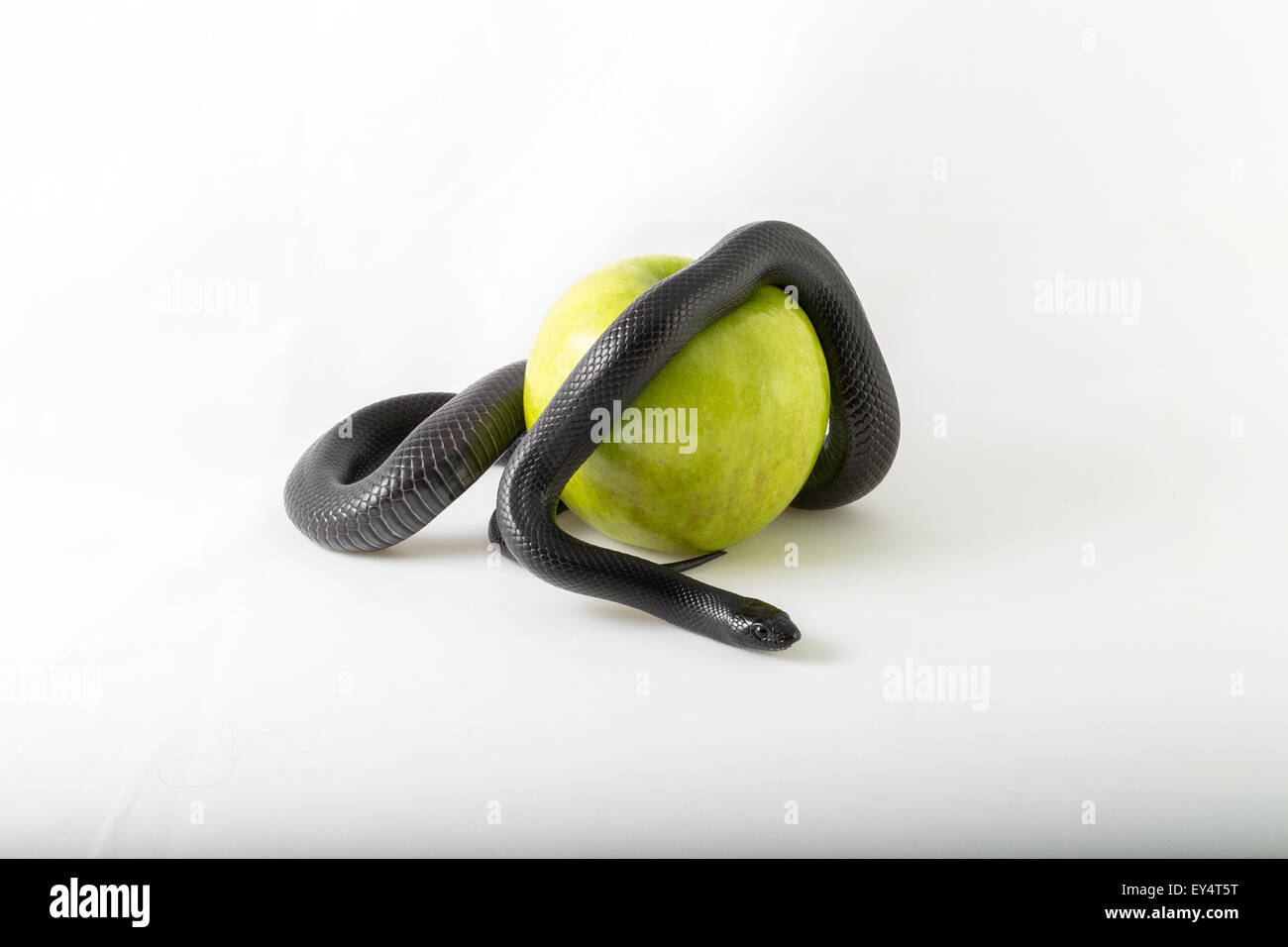 Sin snake apple Stock Photo - Alamy