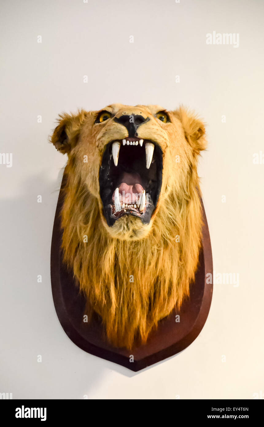 Lion head trophy hi-res stock photography and images - Alamy