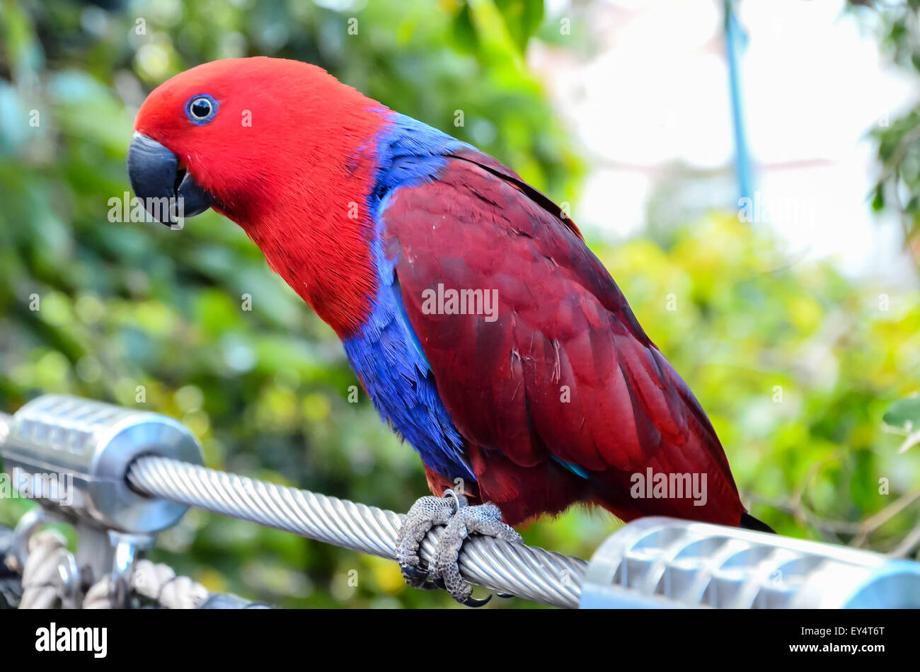 Parrot Tropical Bird Stock Photo - Alamy